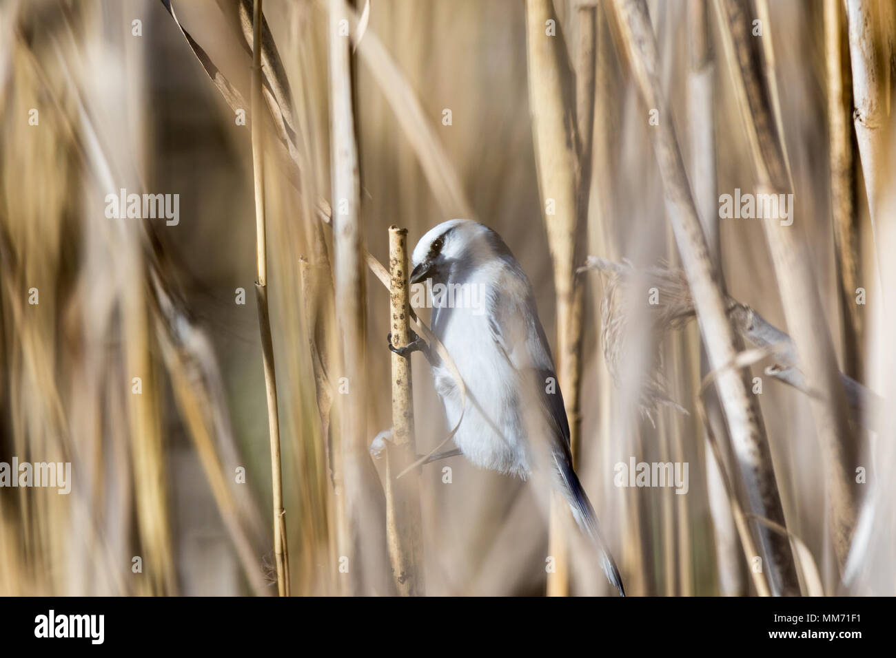 Azure Tit (Parus cyanus). Moscow region, Russia Stock Photo - Alamy