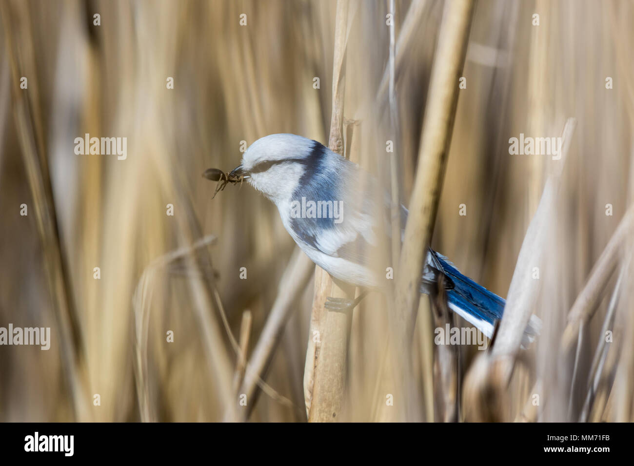 Azure Tit (Parus cyanus). Moscow region, Russia Stock Photo - Alamy