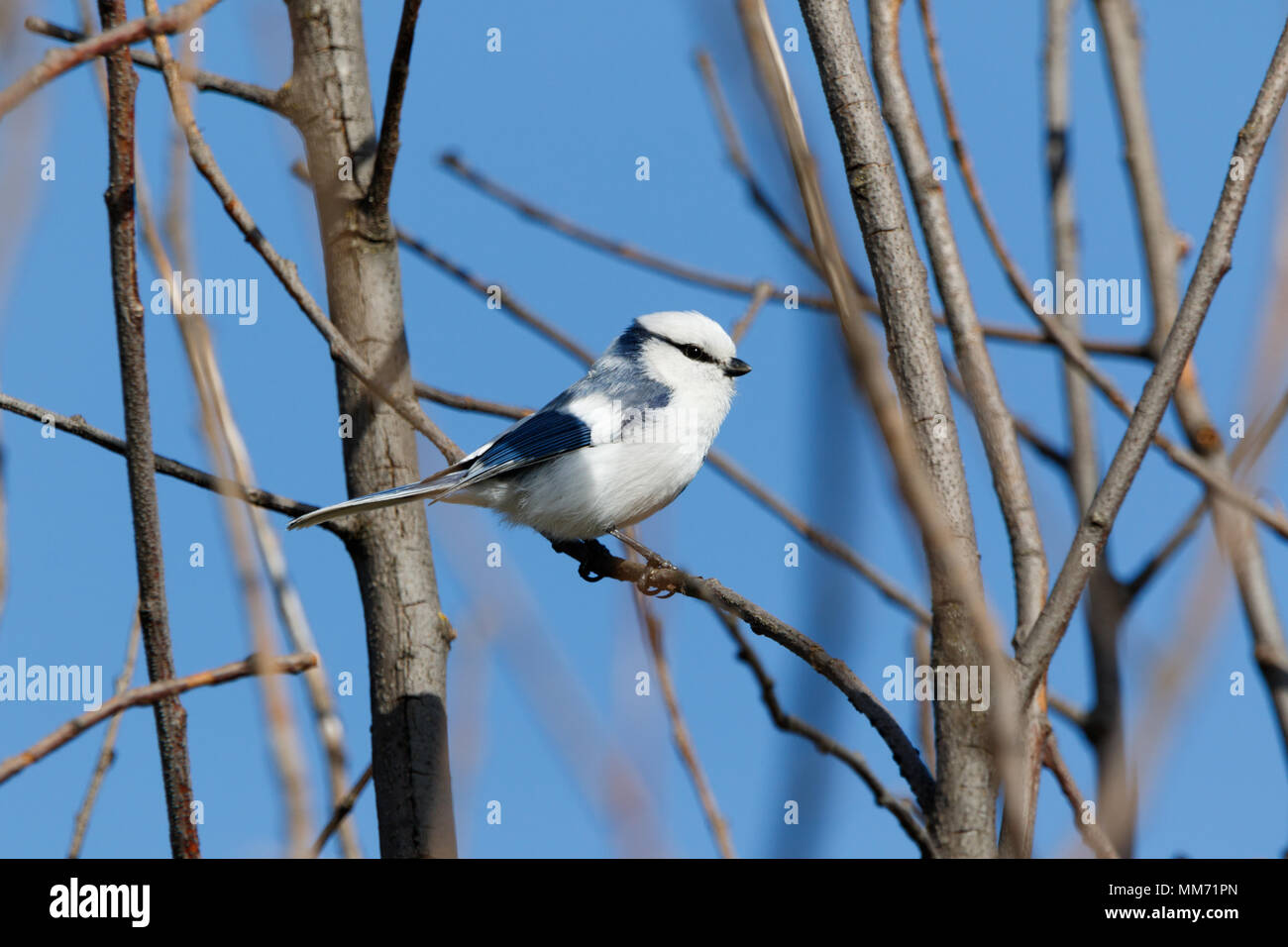 Azure Tit (Parus cyanus). Moscow region, Russia Stock Photo - Alamy