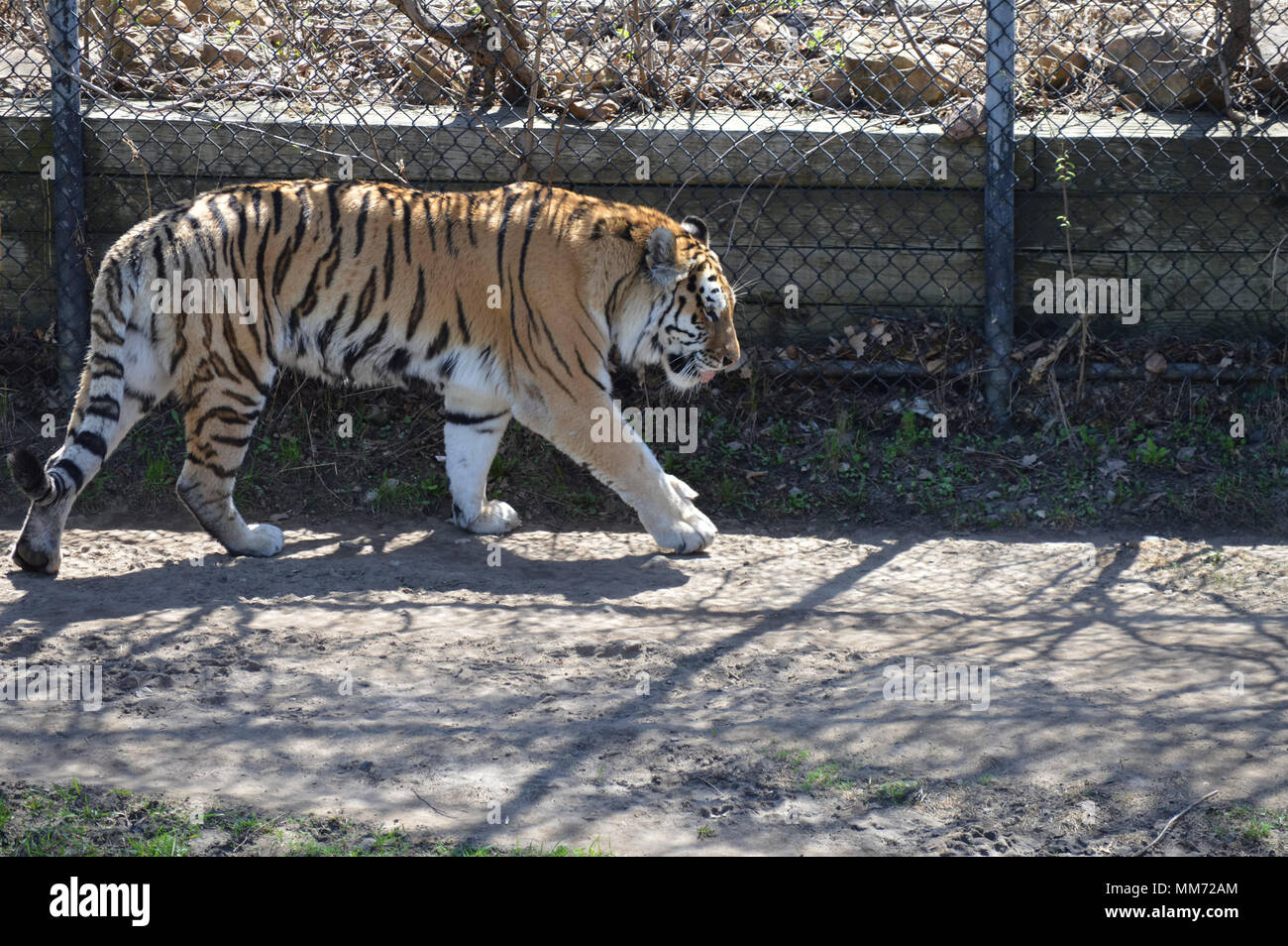 Tiger pacing in the outdoors Stock Photo - Alamy