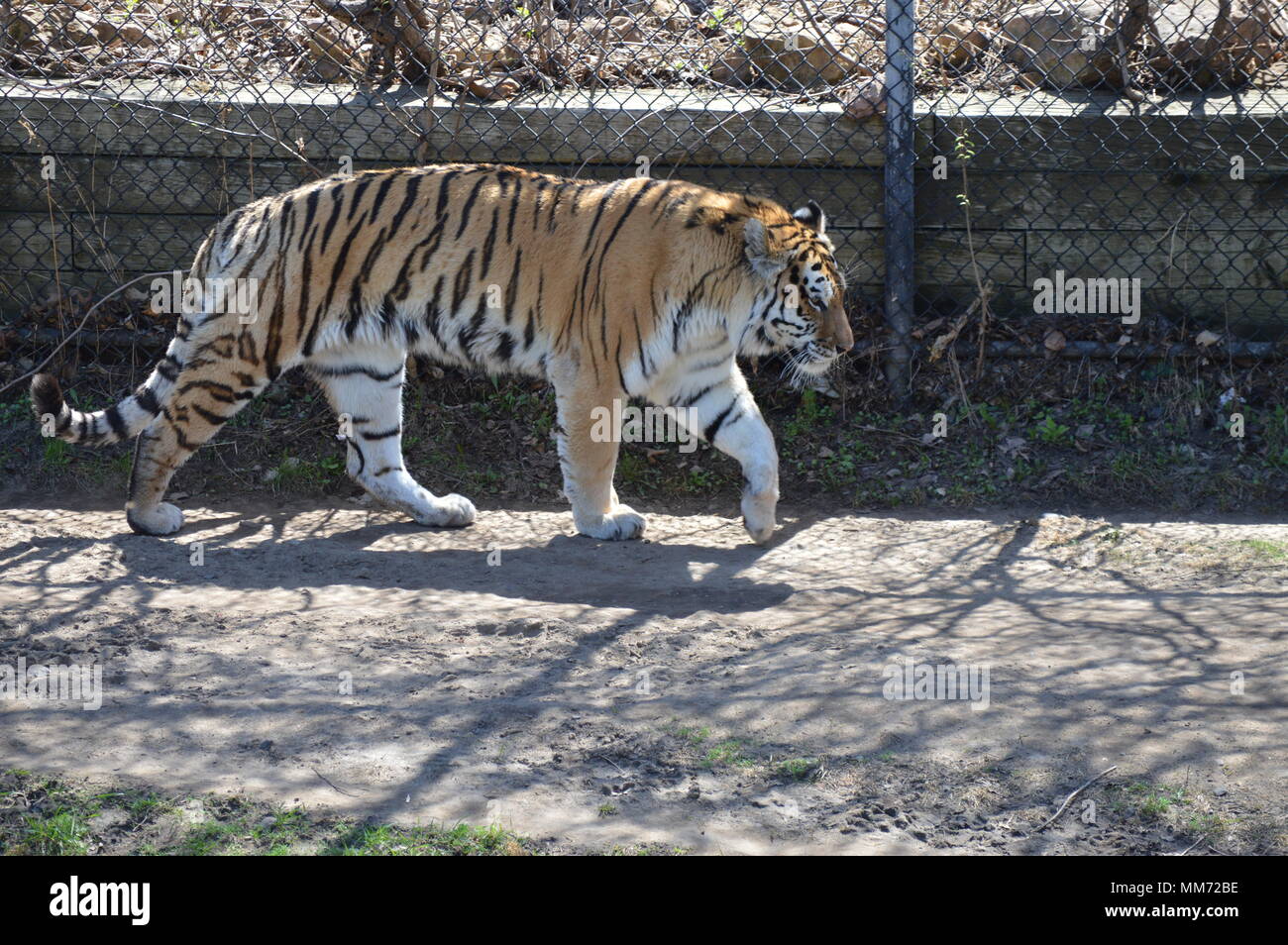 Tiger pacing in the outdoors Stock Photo - Alamy