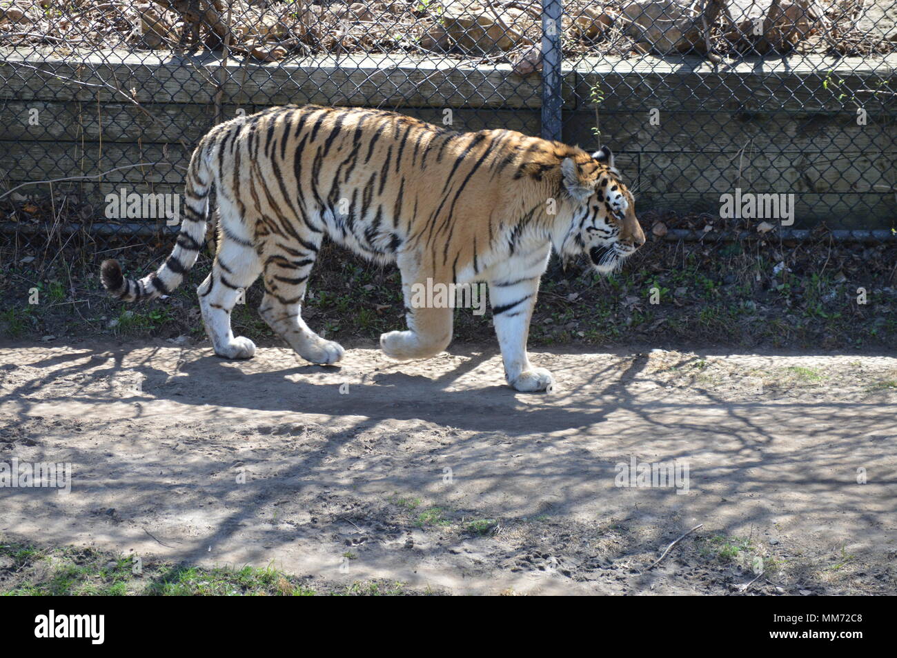 Tiger pacing in the outdoors Stock Photo - Alamy