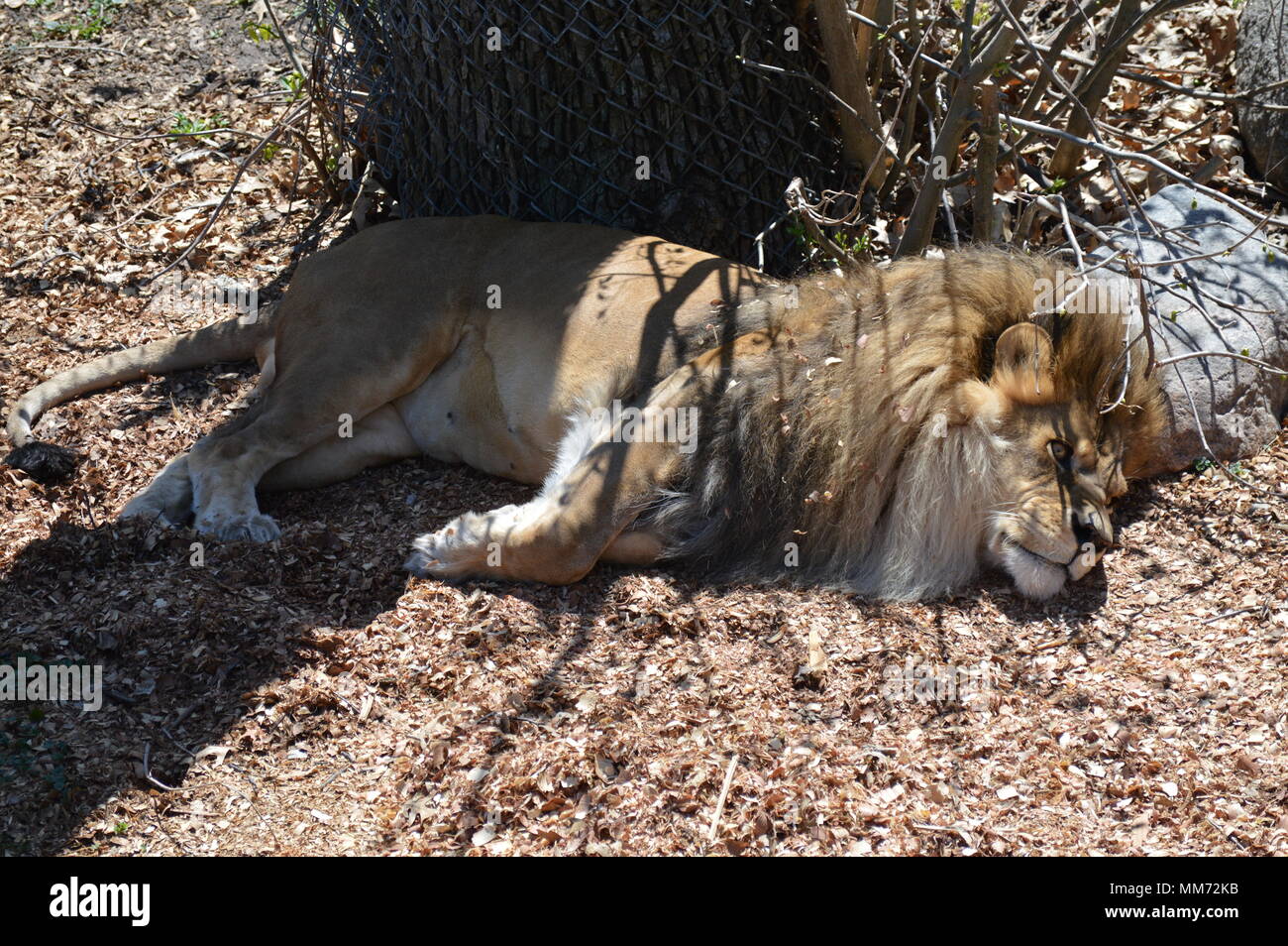 Lion sleeping under tree hi-res stock photography and images - Alamy