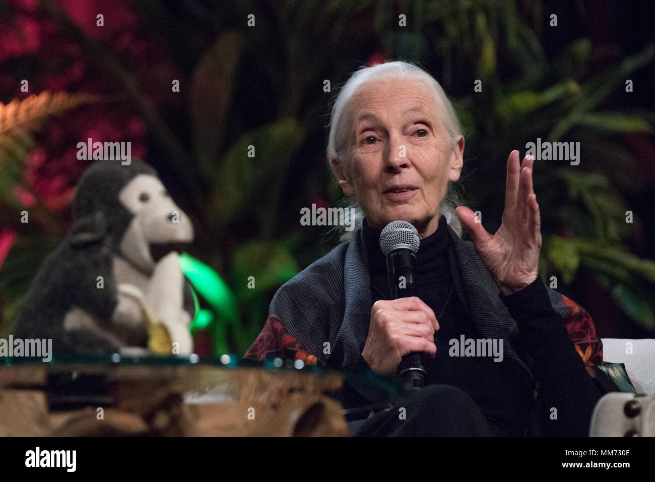 Dr jane goodall monkey hi-res stock photography and images - Alamy