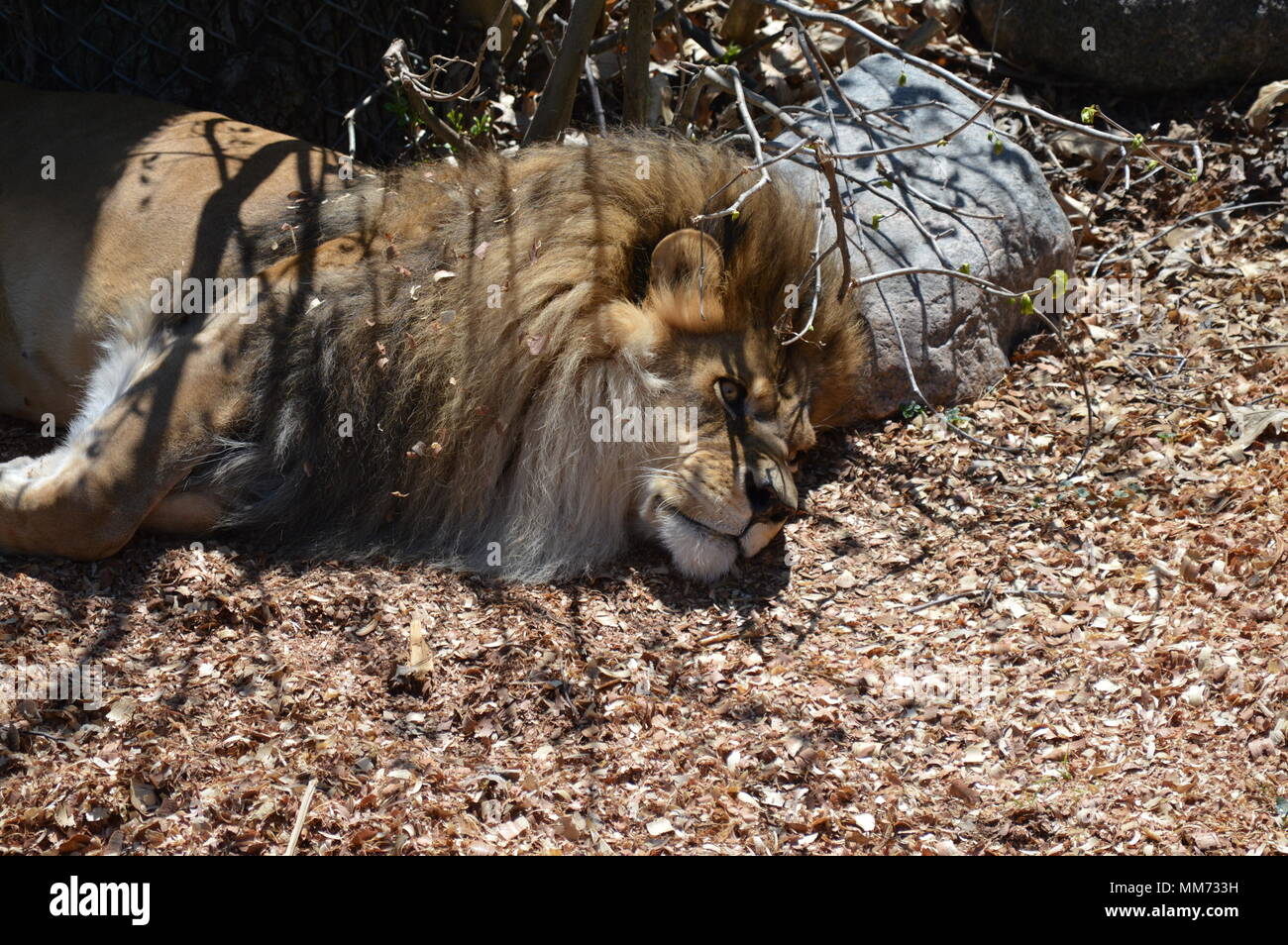 Male lion sleeping in the shade under a tree Stock Photo - Alamy