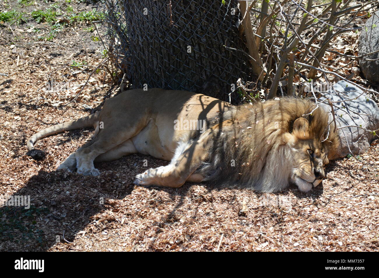 Male under face hi-res stock photography and images - Alamy