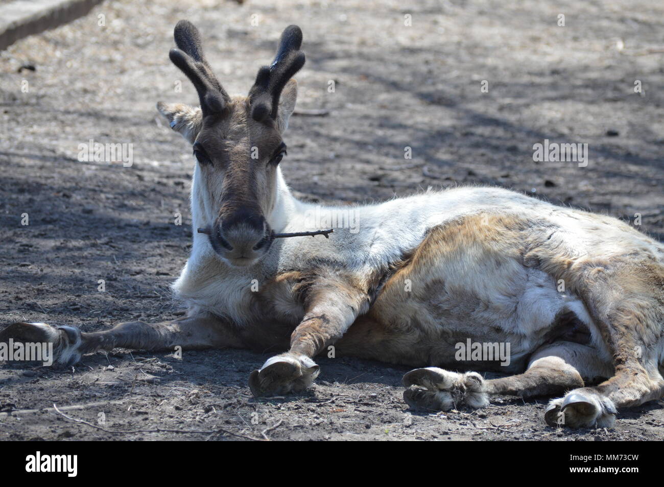 Reindeer mouth hi-res stock photography and images - Alamy