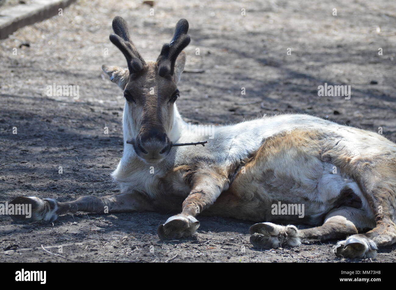 Reindeer laying on the ground Stock Photo - Alamy