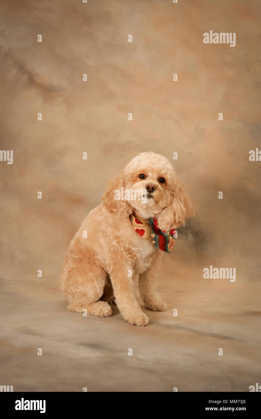 Cockapoo on studio background Stock Photo - Alamy
