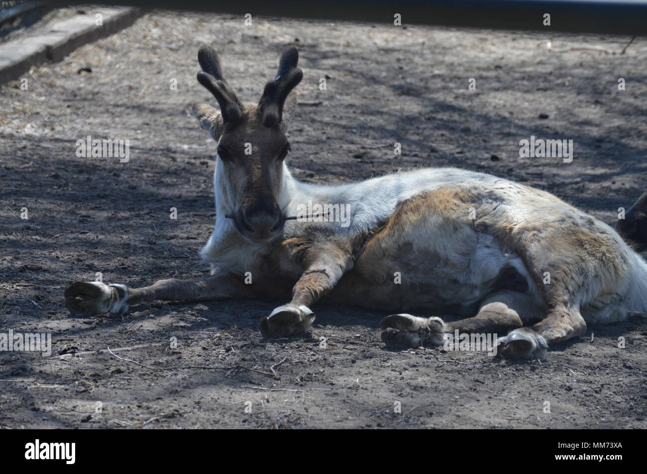 Reindeer mouth hi-res stock photography and images - Alamy