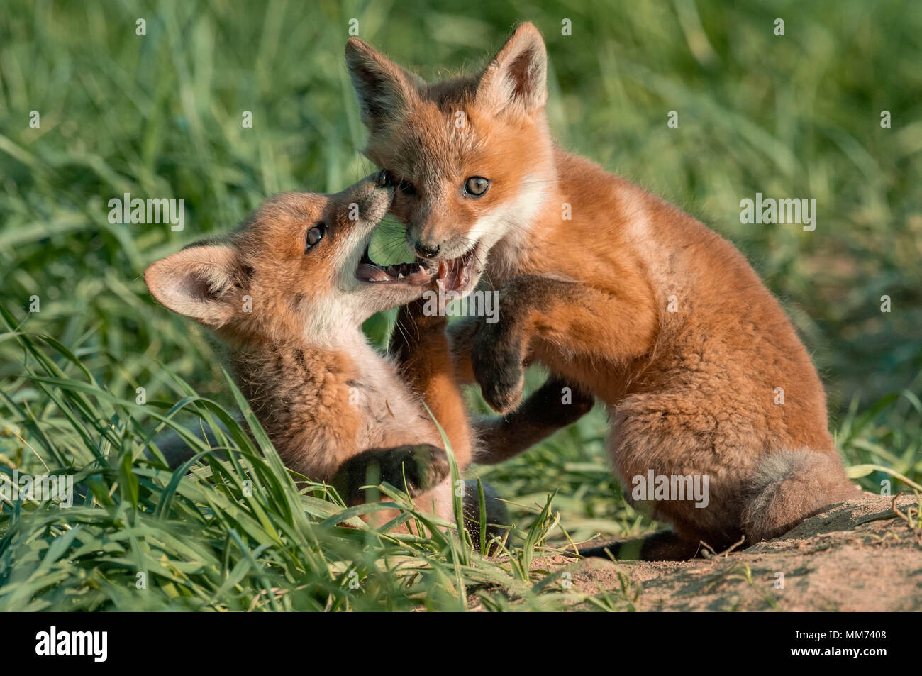 Red Fox Kit Stock Photo - Alamy