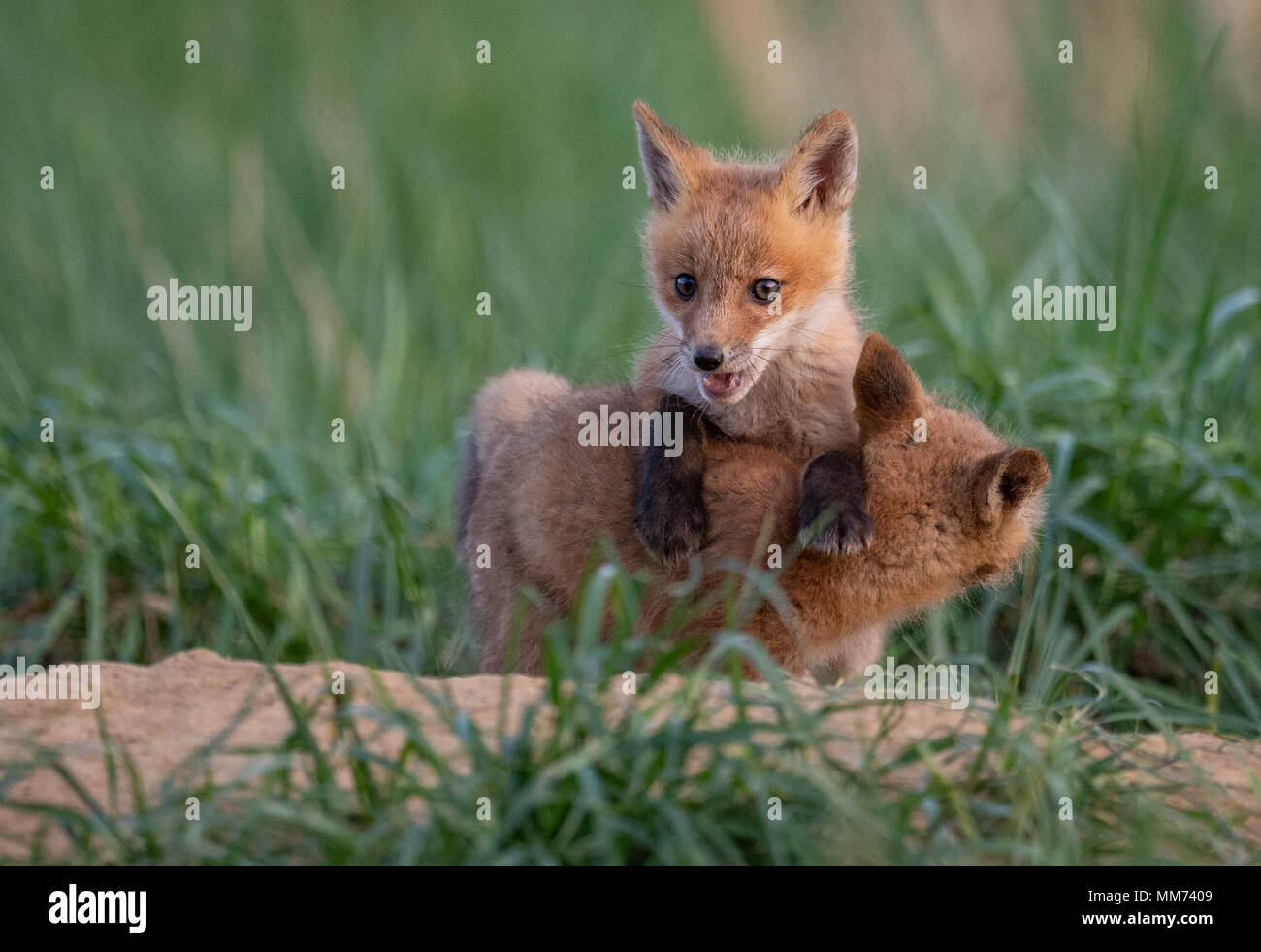 Red Fox Kit Stock Photo - Alamy
