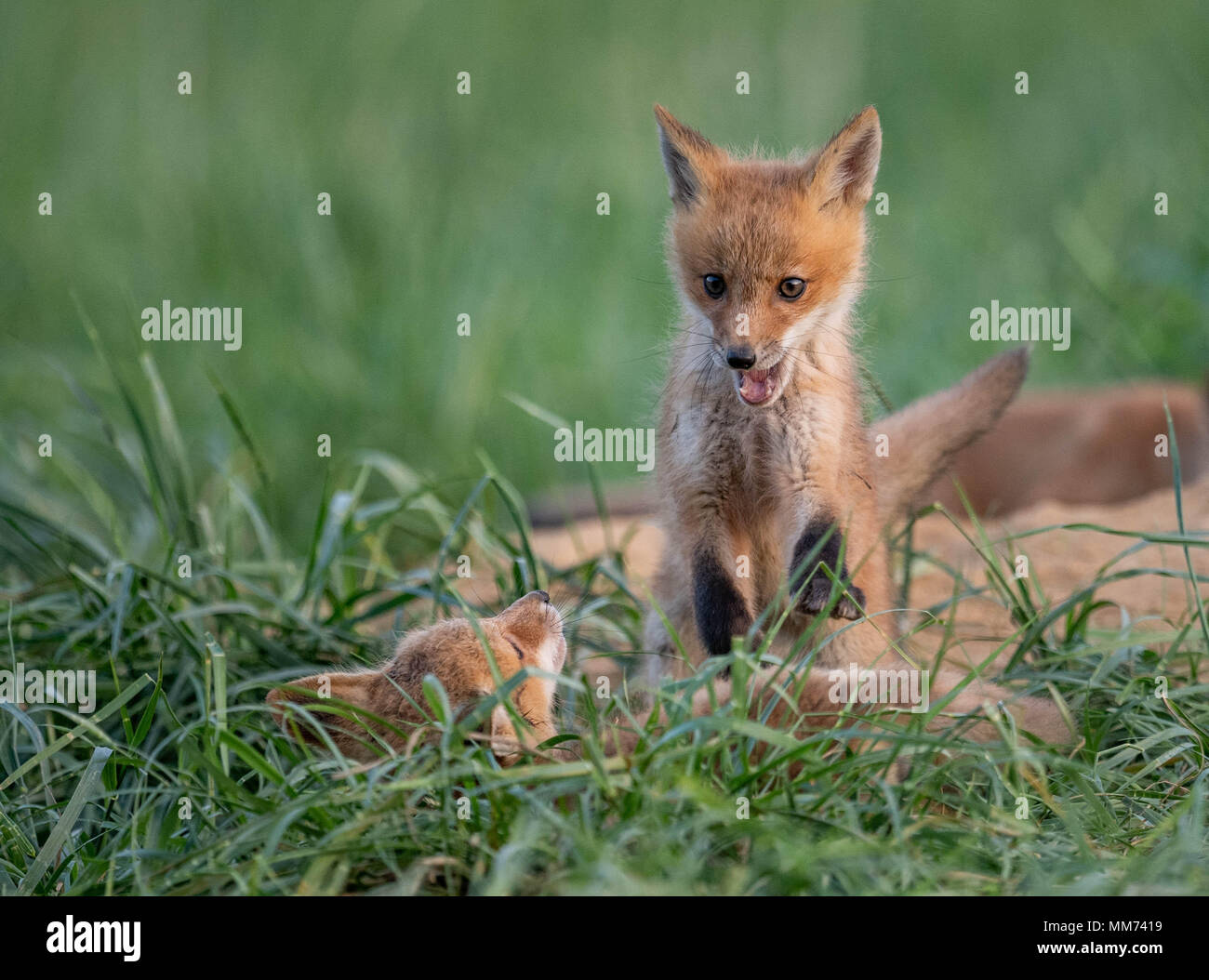 Coyote babies hi-res stock photography and images - Alamy