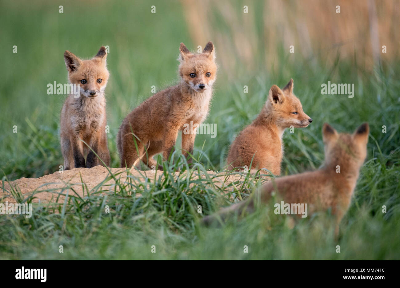 Coyote babies hi-res stock photography and images - Alamy