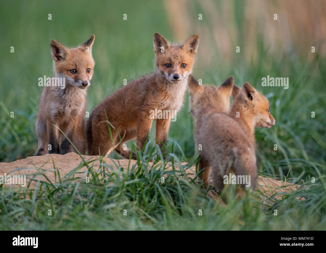 Red Fox Kit Stock Photo - Alamy
