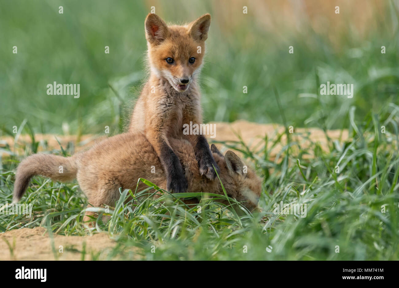 Red Fox Kit Stock Photo - Alamy