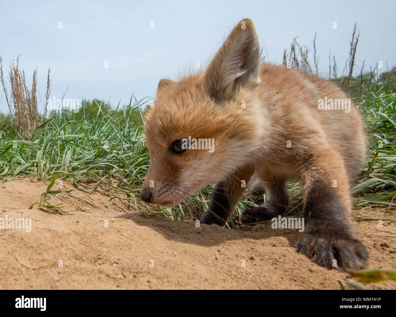 Red Fox Kit Stock Photo - Alamy