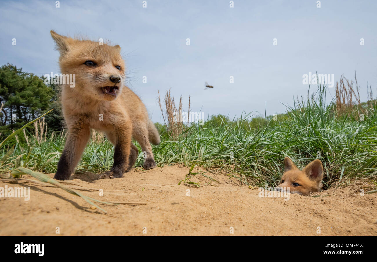 Red fox florida hi-res stock photography and images - Alamy