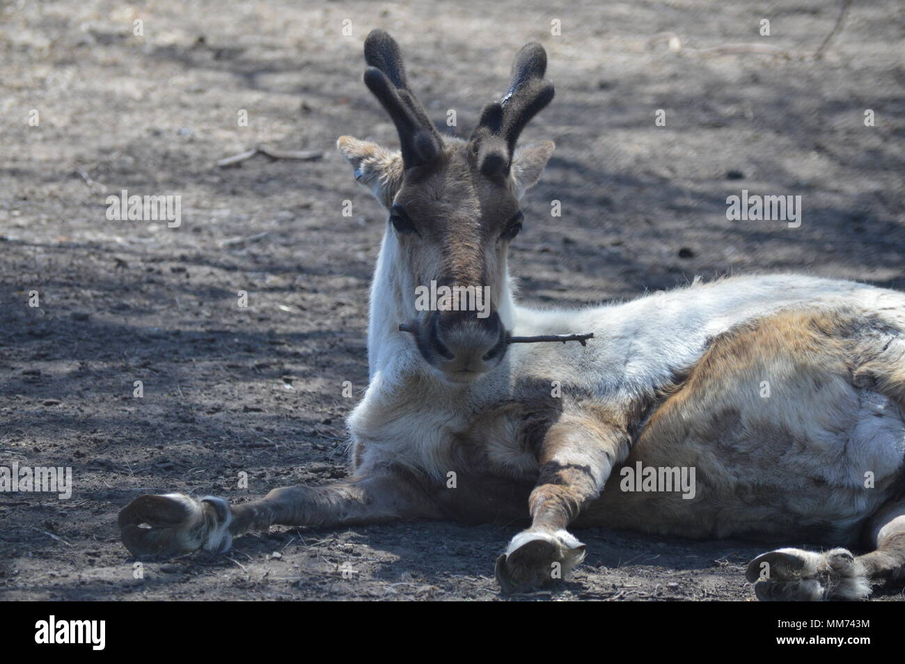 Reindeer mouth hi-res stock photography and images - Alamy