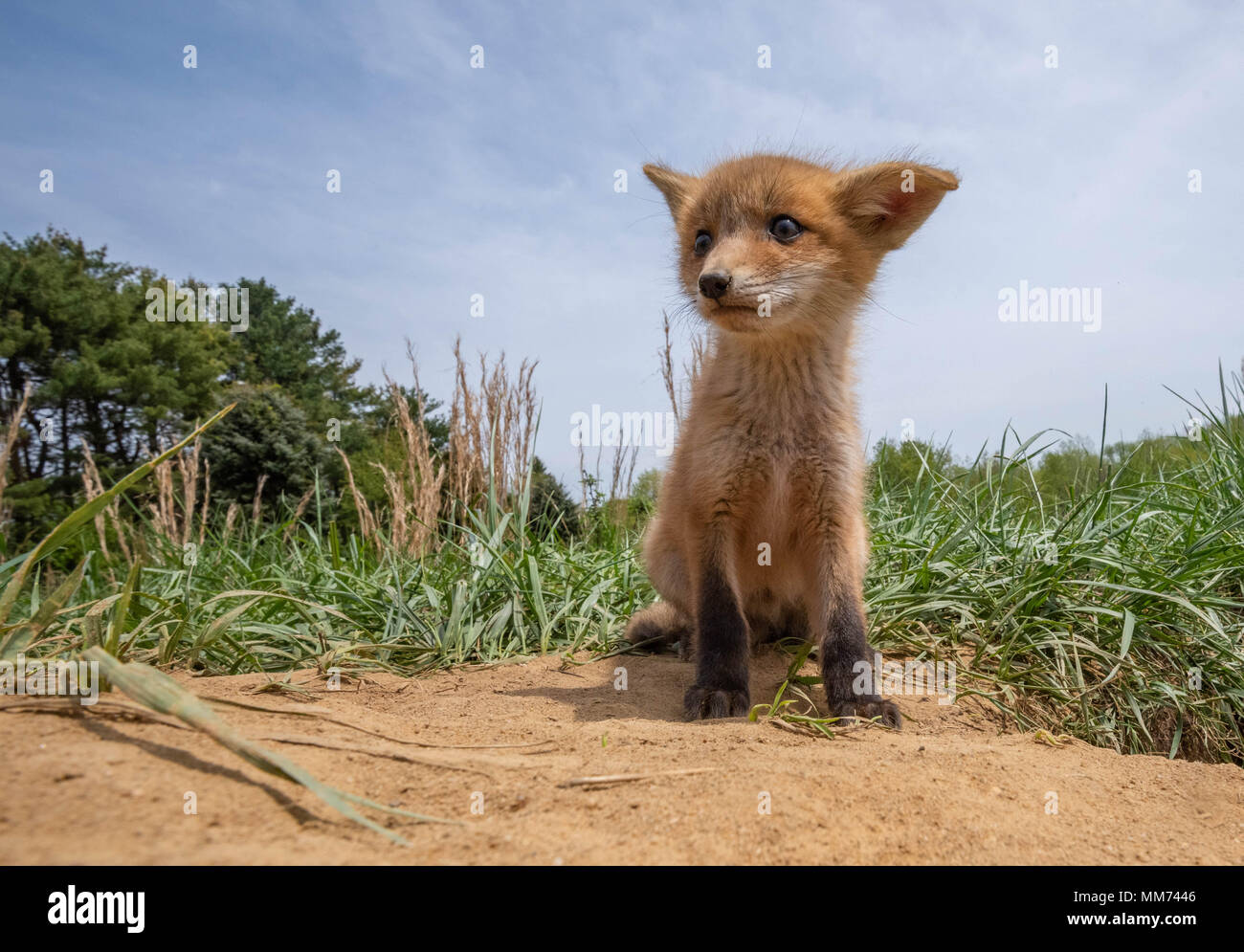 Red Fox Kit Stock Photo - Alamy