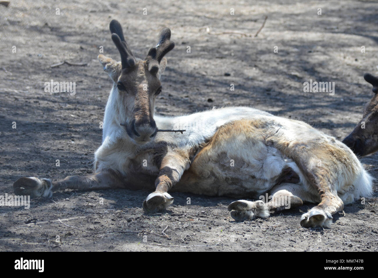 Reindeer mouth hi-res stock photography and images - Alamy