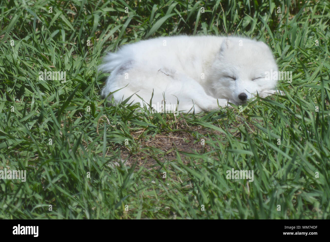 Arctic fox laying in the grass Stock Photo - Alamy