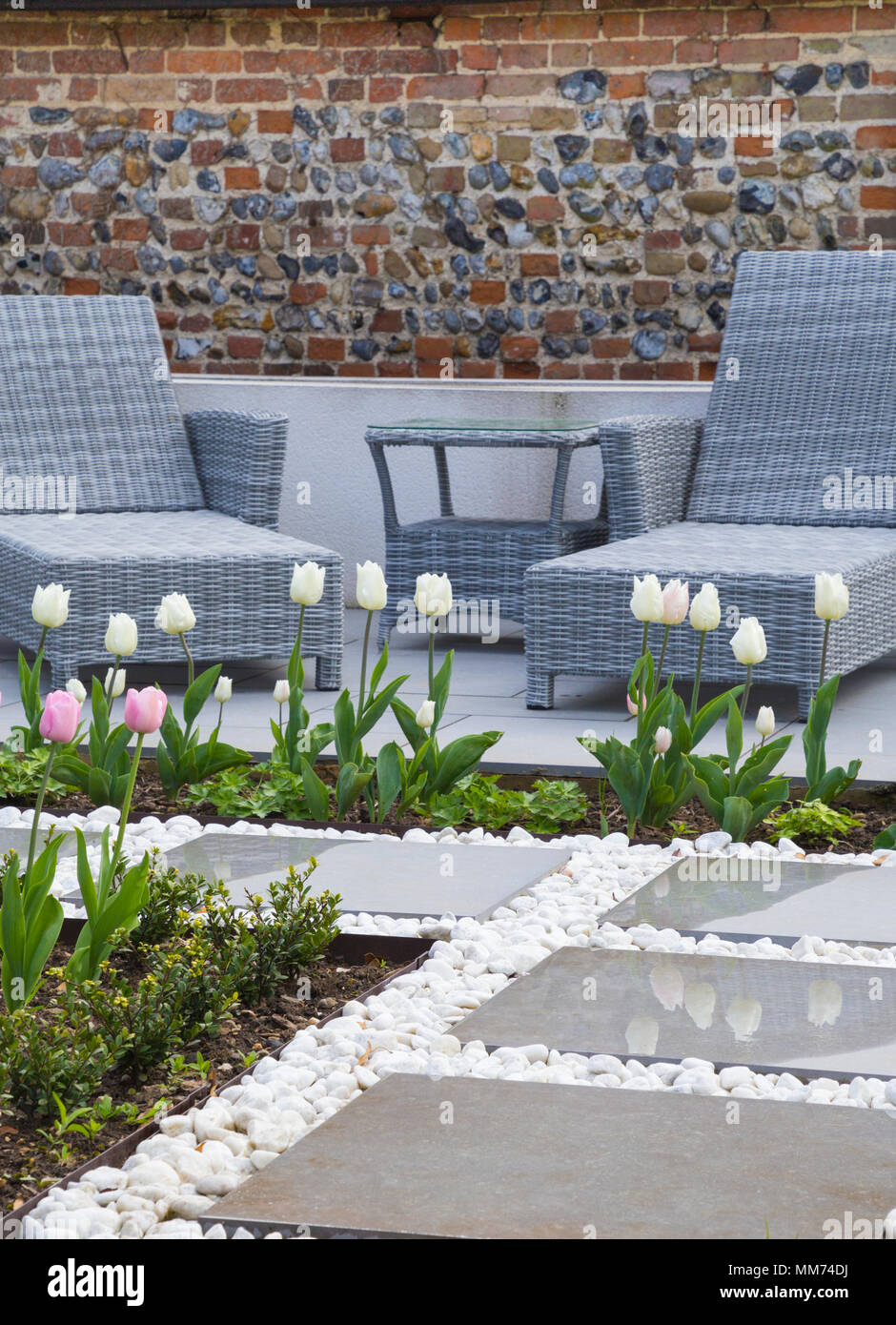 Symphony Vitrified Paving slabs form a path through Tulipa 'Pink ...