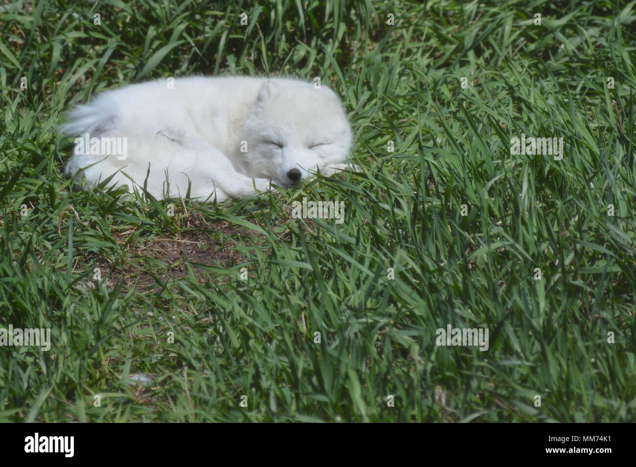 Curled up fox hi-res stock photography and images - Alamy