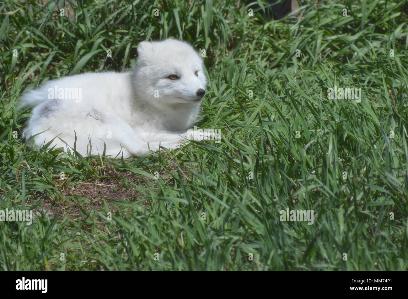 Arctic fox curled hi-res stock photography and images - Alamy