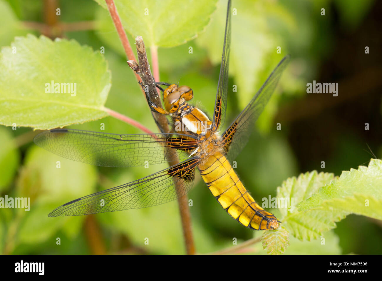 From aquatic nymph stage hi-res stock photography and images - Alamy