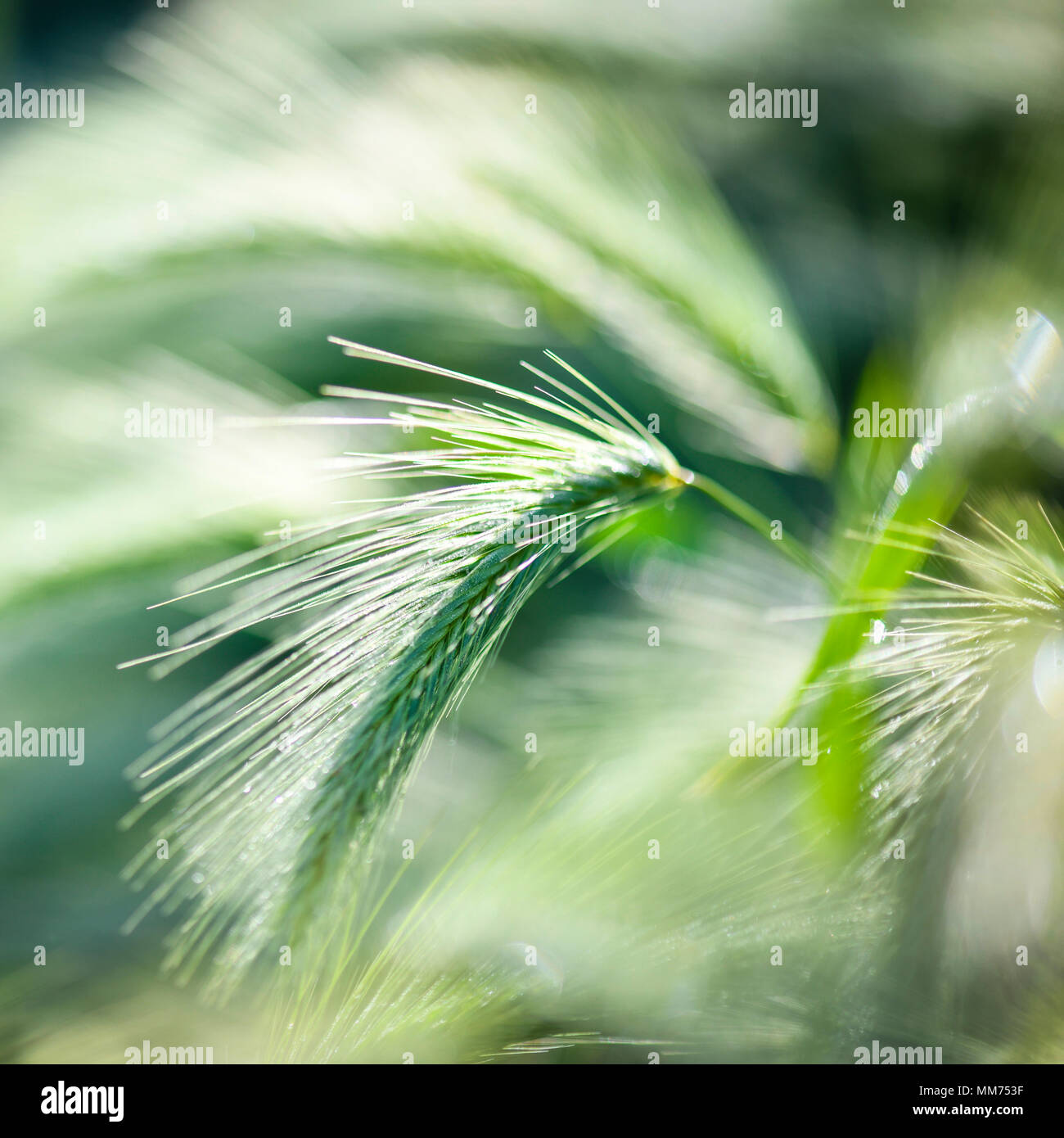 grass with a faded bokeh background in green color, shot for copy space ...