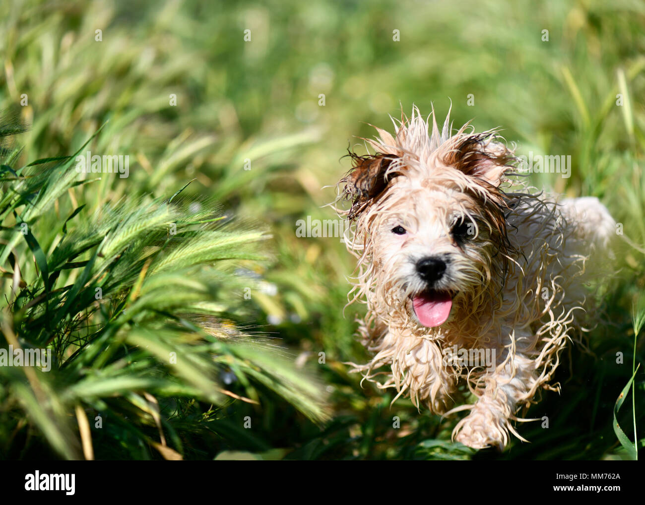 Happy muddy dog hi-res stock photography and images - Alamy