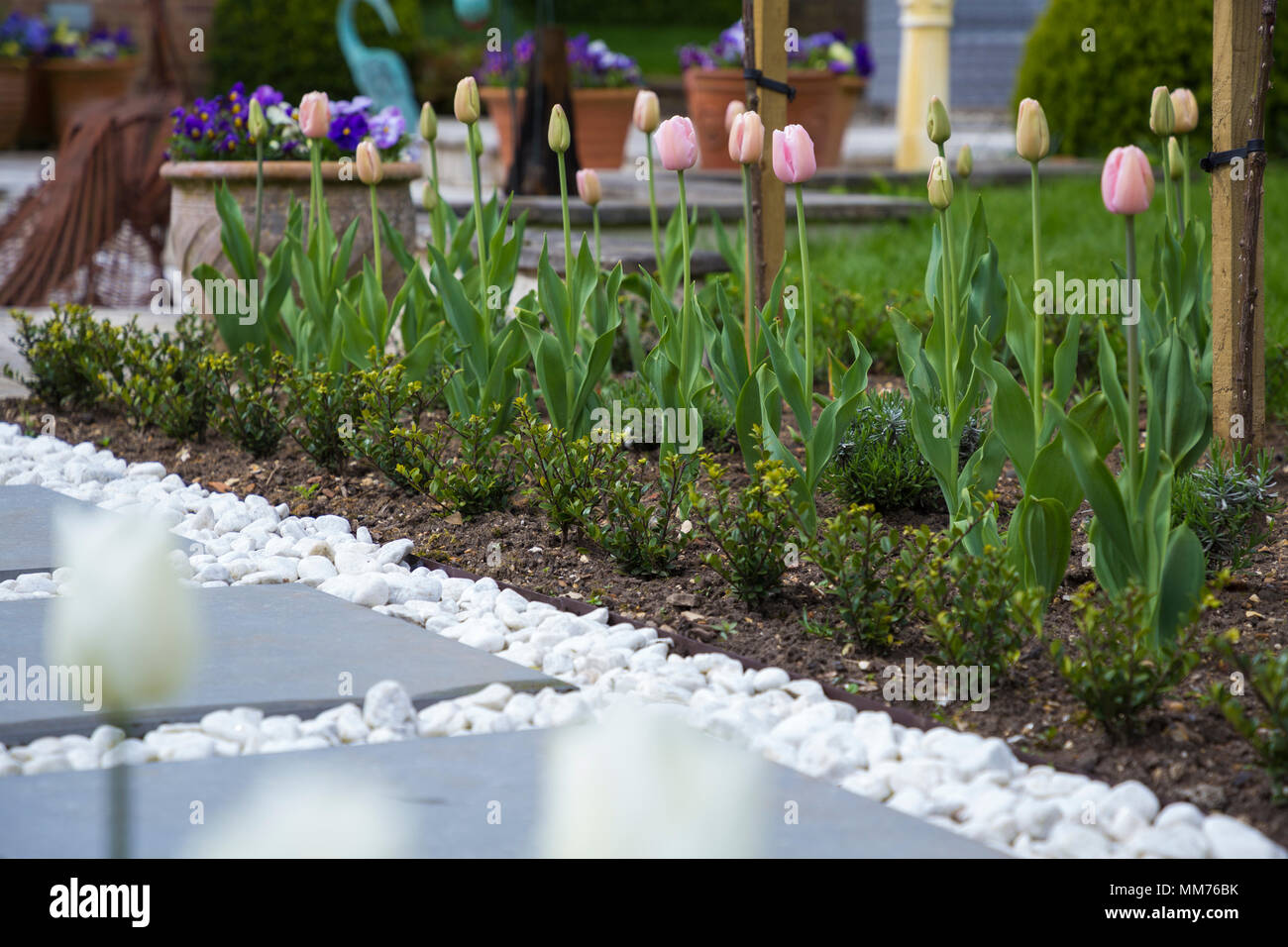 Holly Edging High Resolution Stock Photography and Images - Alamy