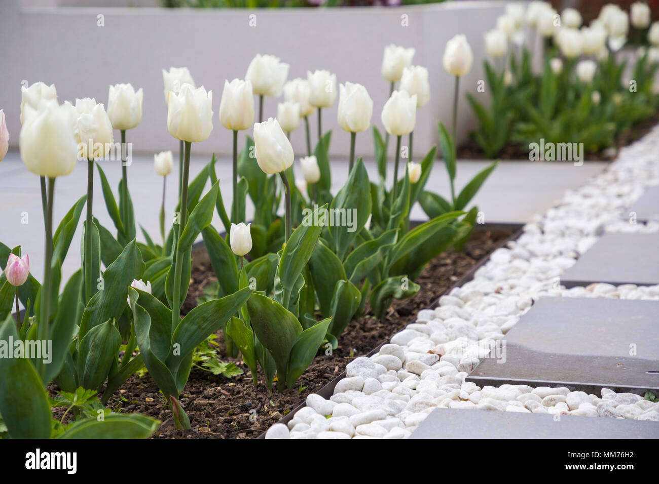Tulipa 'Coquette' beds beside Symphony Vitrified Paving slab path ...