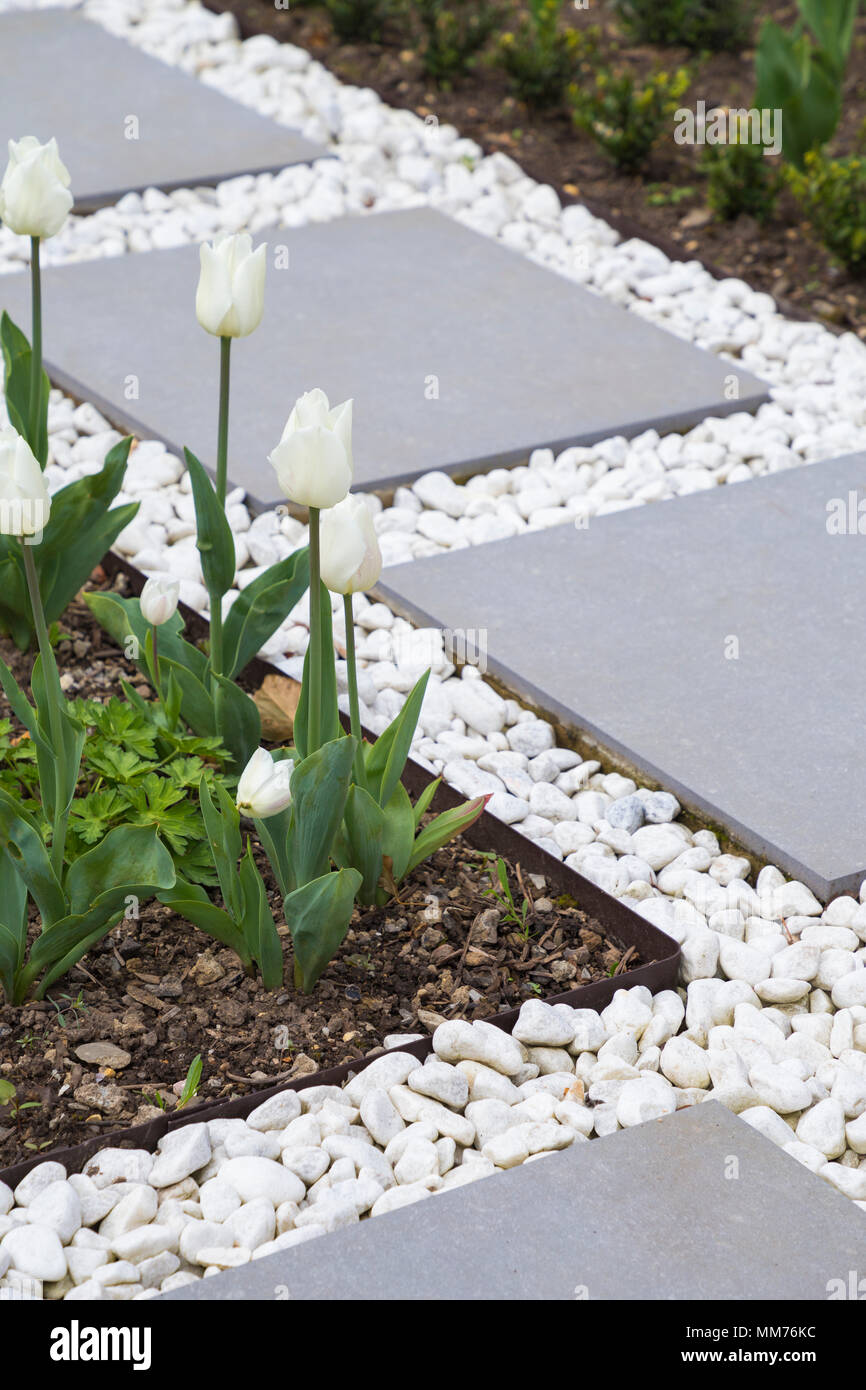 Tulipa 'Coquette' beds beside Symphony Vitrified Paving slab path ...