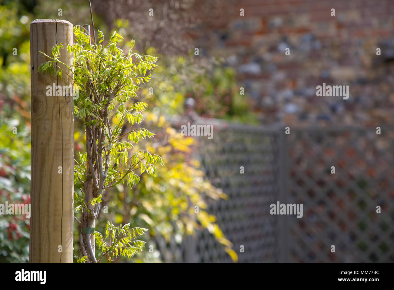 Wisteria standard hi-res stock photography and images - Alamy