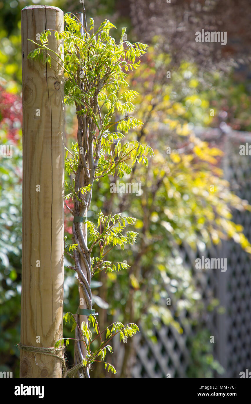 Wisteria standard hi-res stock photography and images - Alamy