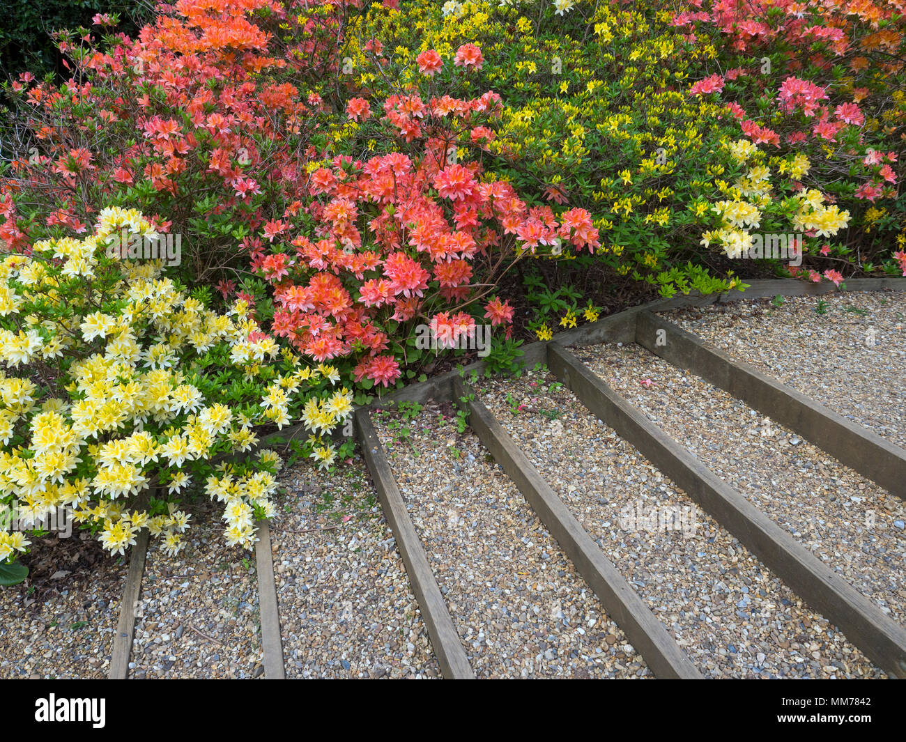 Azaleas in full spring bloom the woodland Garden in Norfolk Stock Photo ...