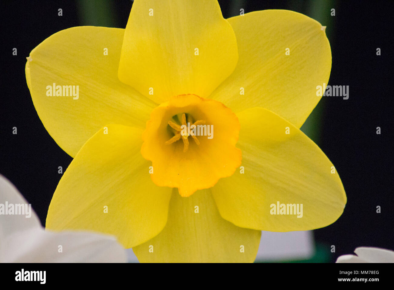 Beautiful daffodil flower hi-res stock photography and images - Alamy