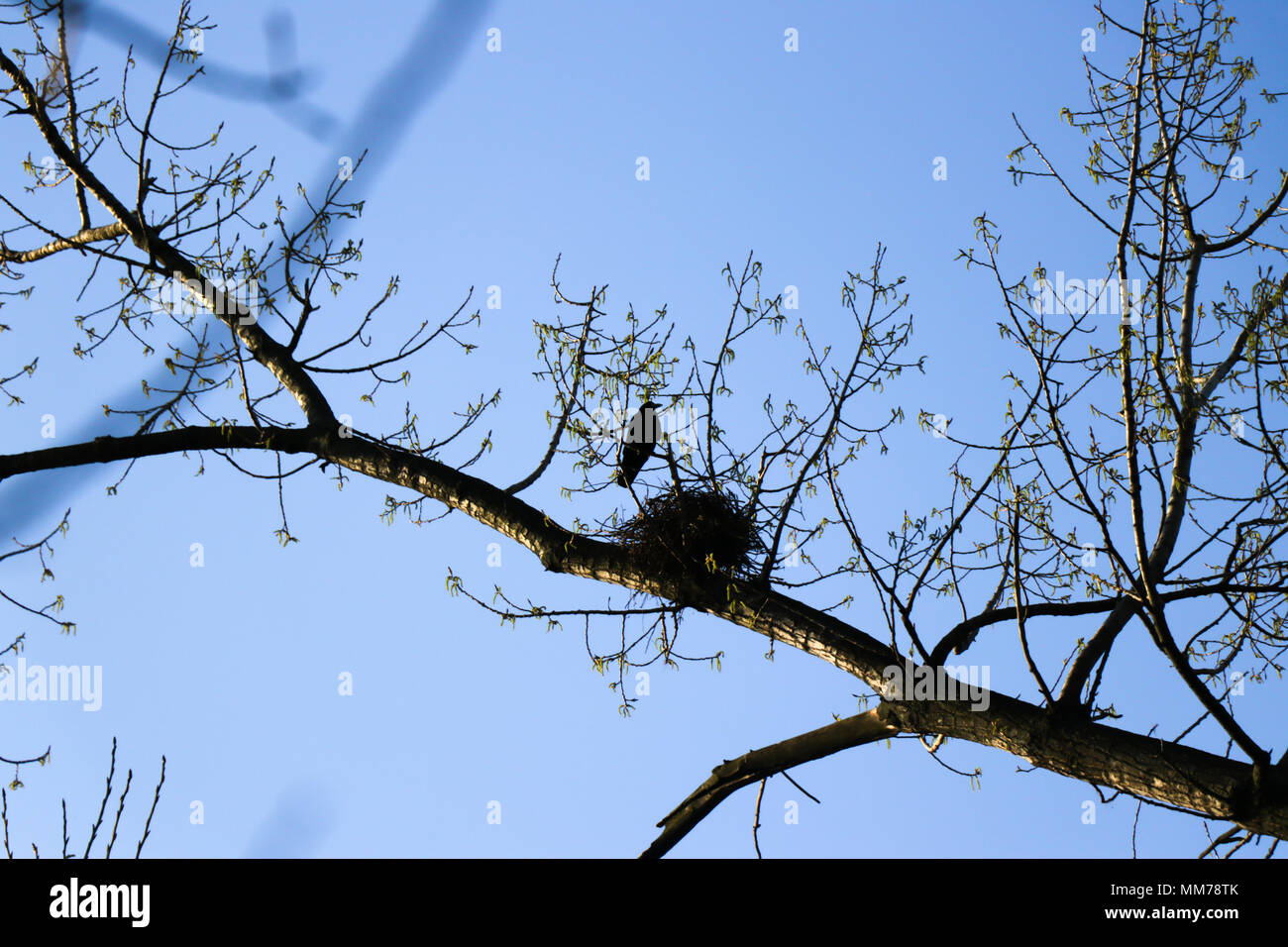 Fledgling crows hi-res stock photography and images - Alamy