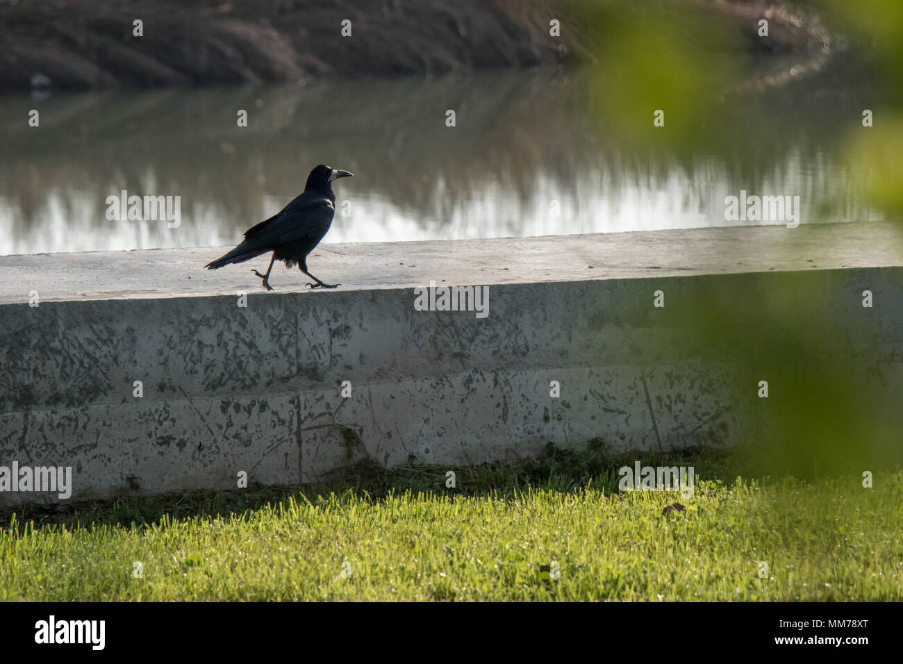 A crow walking on concrete side Stock Photo - Alamy