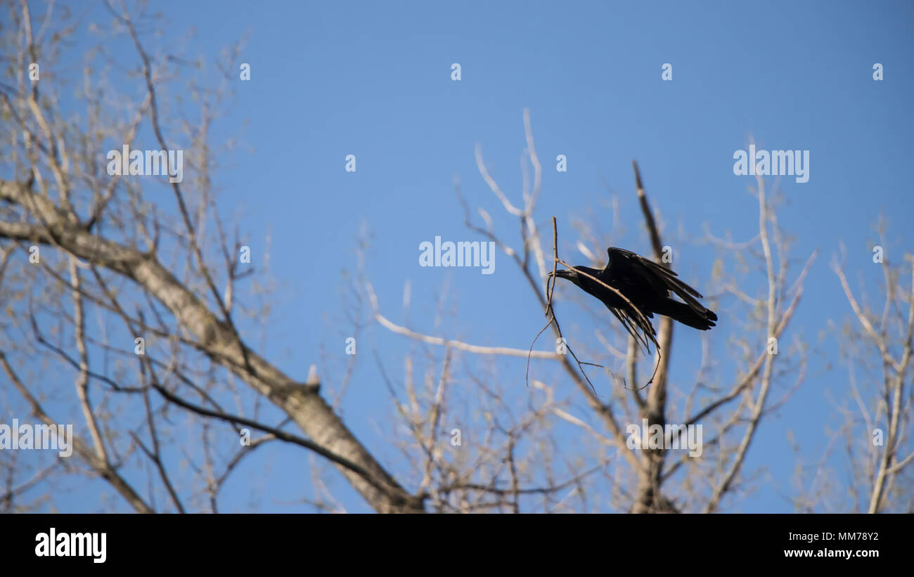 A crow with a branch flying Stock Photo - Alamy