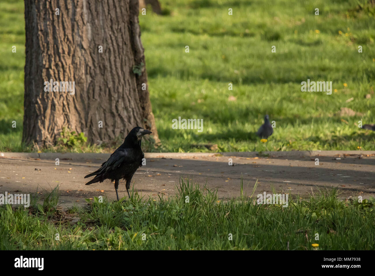 The crow stand hi-res stock photography and images - Alamy