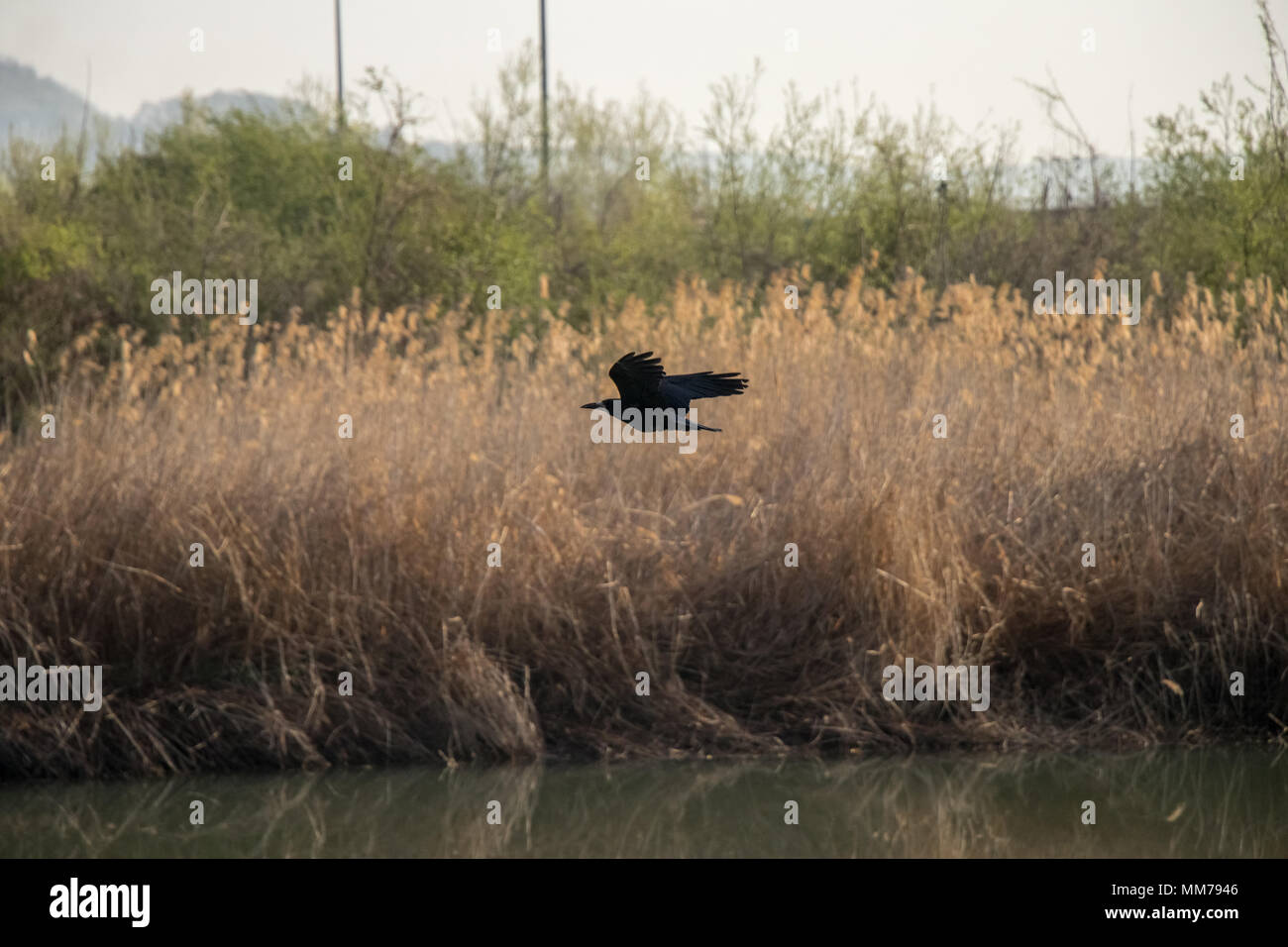 Angry crow hi-res stock photography and images - Alamy