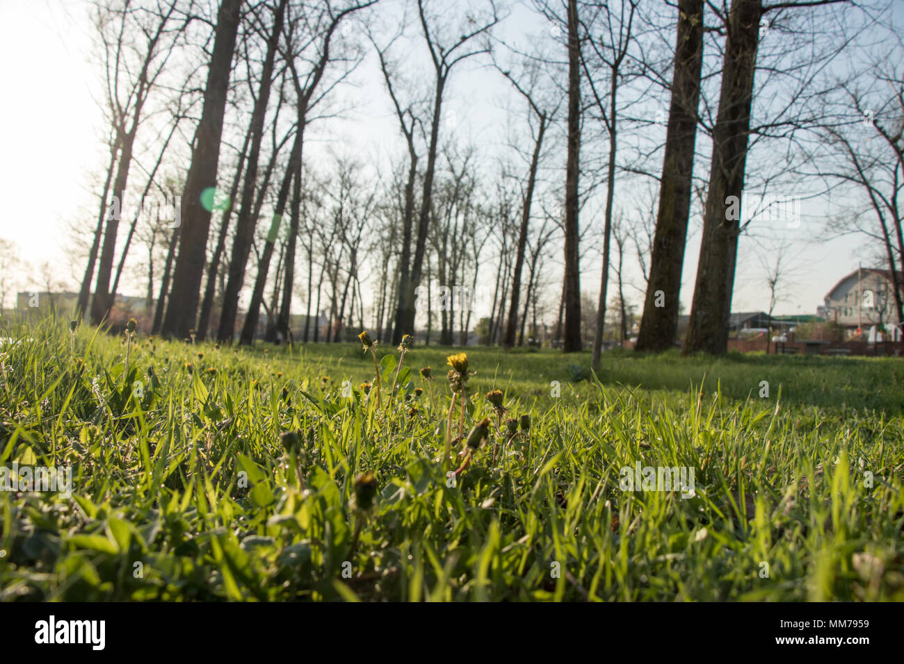 Grass level hi-res stock photography and images - Alamy