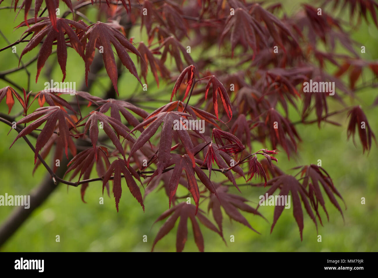 Jagged tree branches hi-res stock photography and images - Alamy