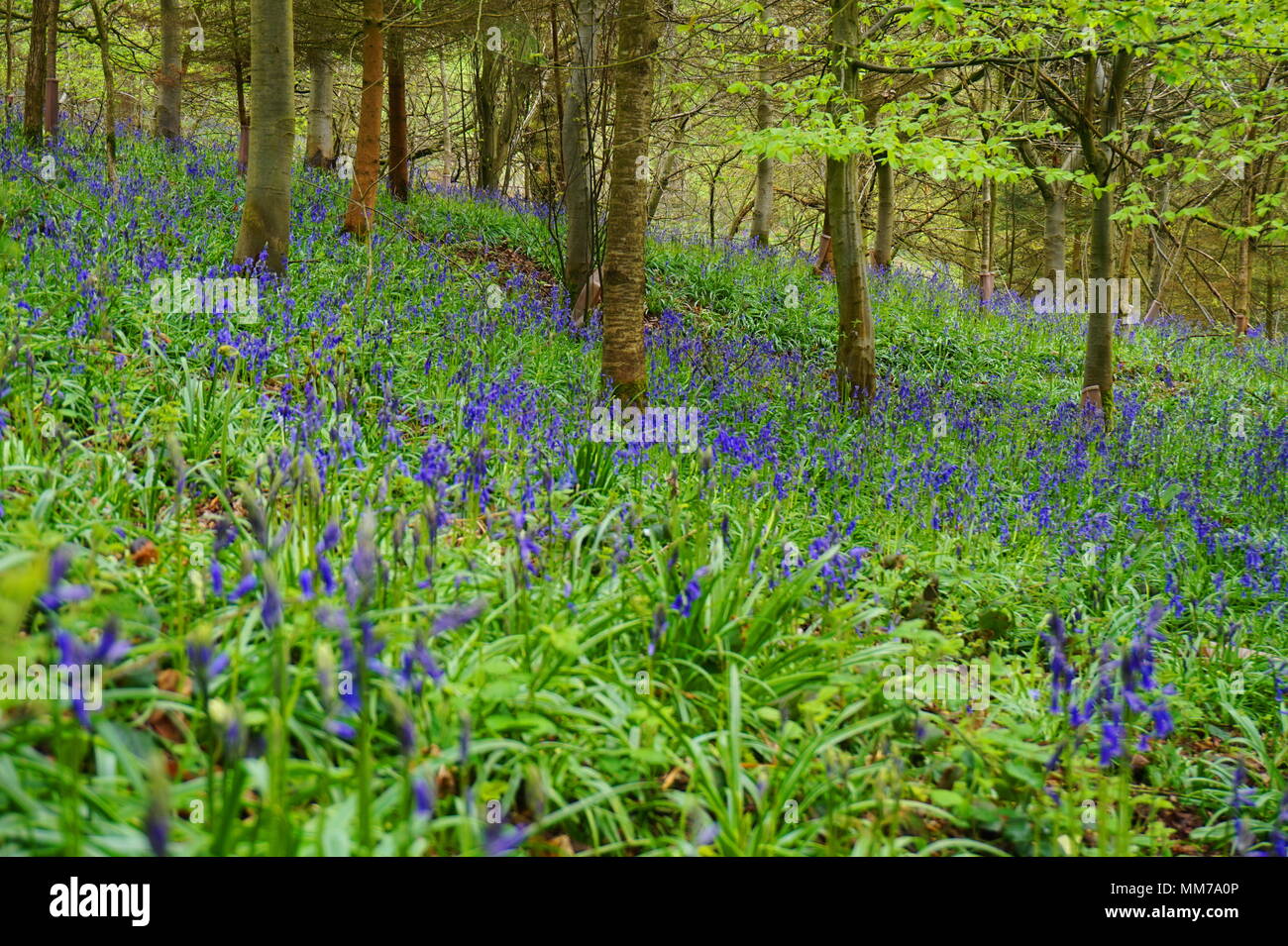 Bluebell Wood in Staffordshire. Beautiful Bluebells in old english ...