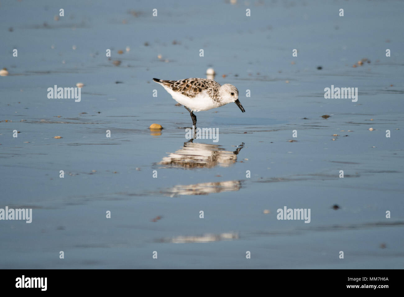 Single sanderling bird on wet beach with reflection, and bird looking ...