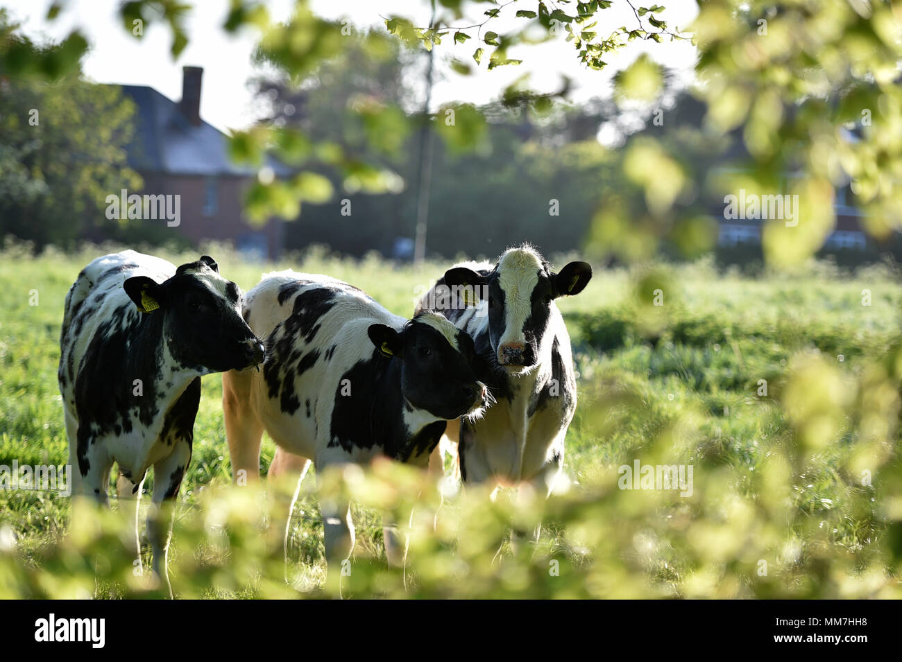 English Landscape Cows High Resolution Stock Photography and Images - Alamy