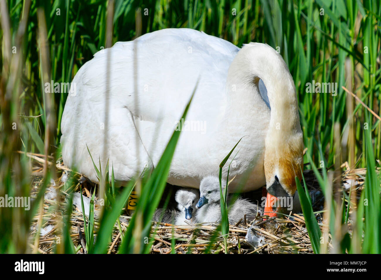 Abbotsbury Swannery, Abbotsbury, Dorset, UK. 10th May 2018. The first ...